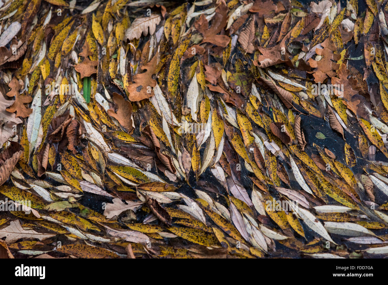 leave bunched together Stock Photo - Alamy