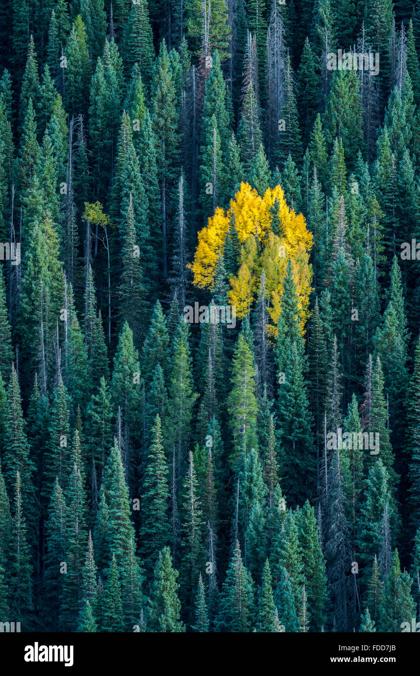 Single aspen tree surrounded by pine forest Stock Photo - Alamy