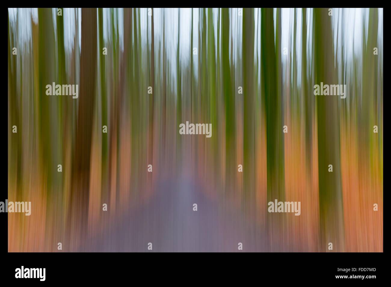 A conceptual photo using slow shutter speed of trees in a forest ...