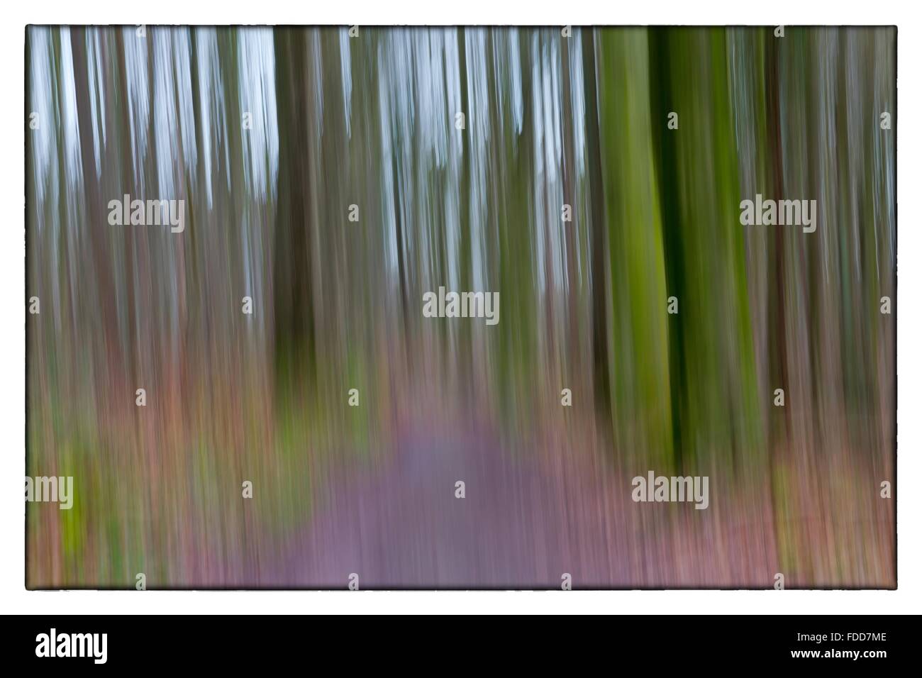 A conceptual photo using slow shutter speed of trees in a forest ...