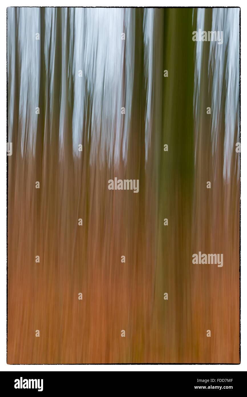 A conceptual photo using slow shutter speed of trees in a forest ...