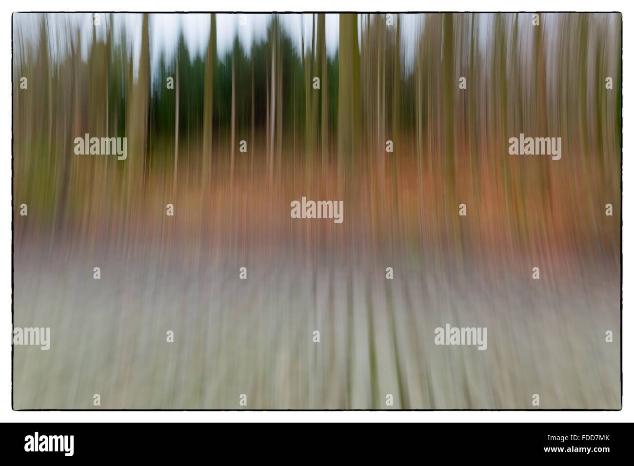 A conceptual photo using slow shutter speed of trees in a forest ...