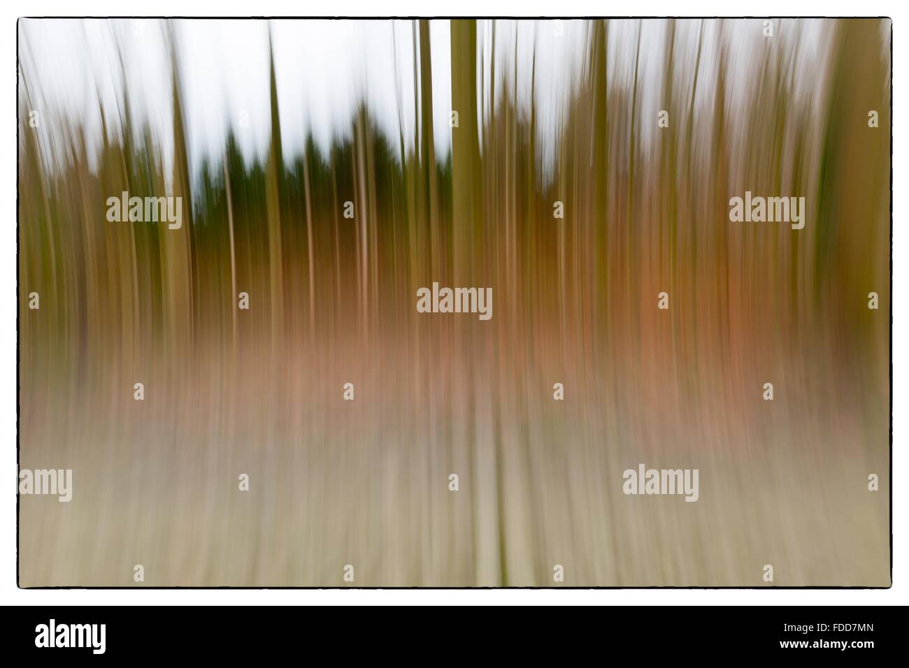 A conceptual photo using slow shutter speed of trees in a forest ...