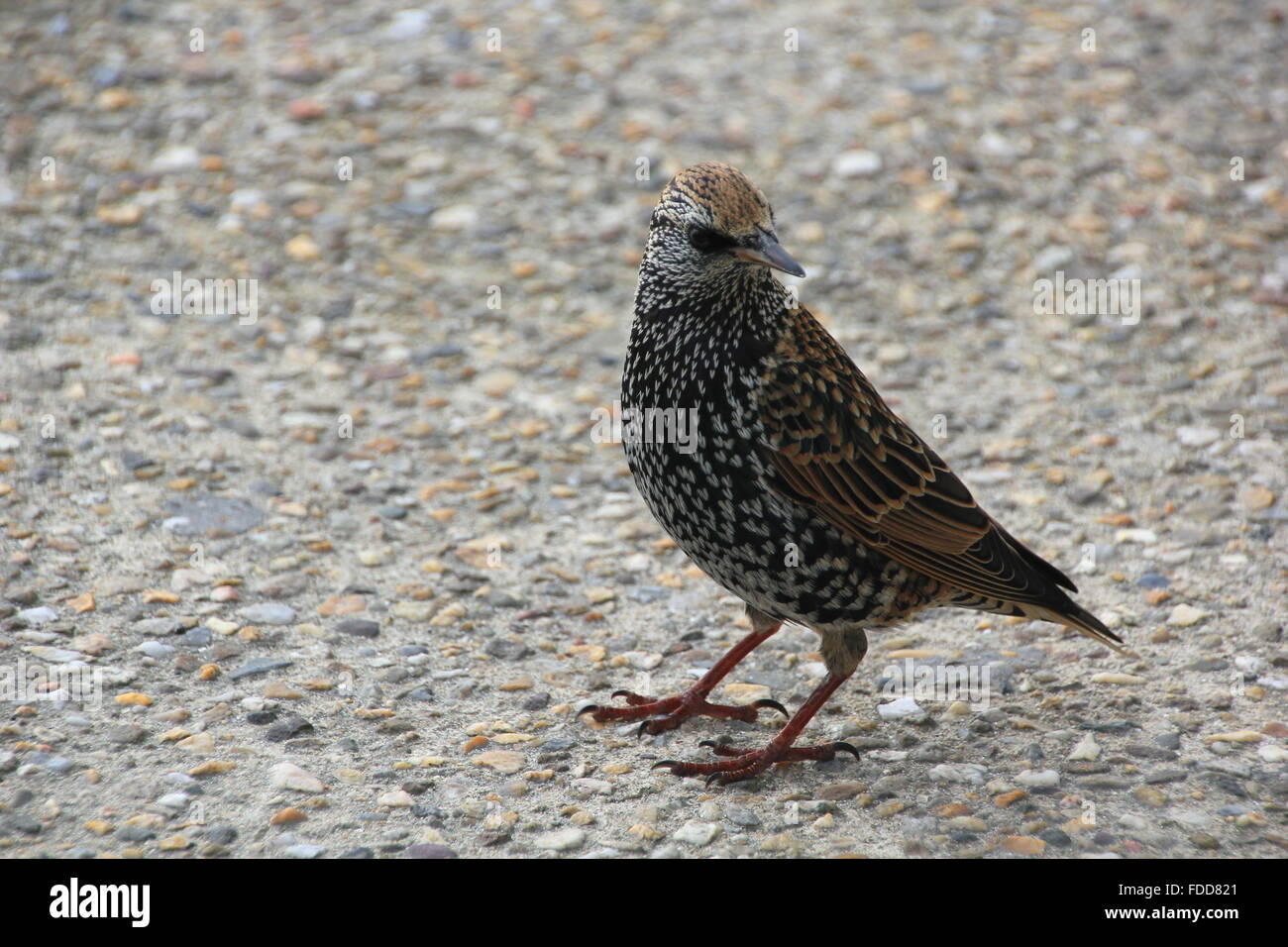 bird sitting on the ground Stock Photo - Alamy