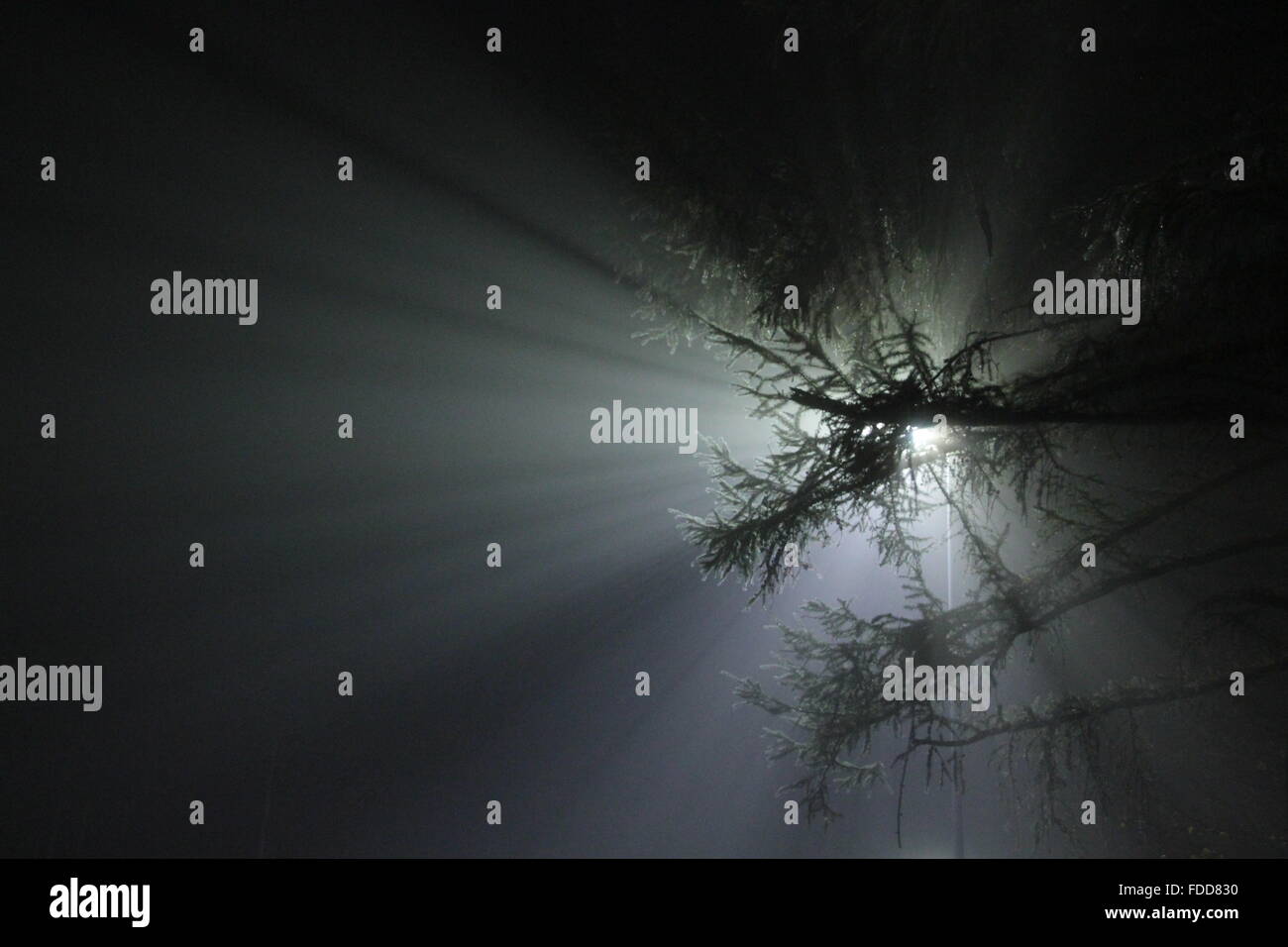 Light rays on leaf hi-res stock photography and images - Alamy