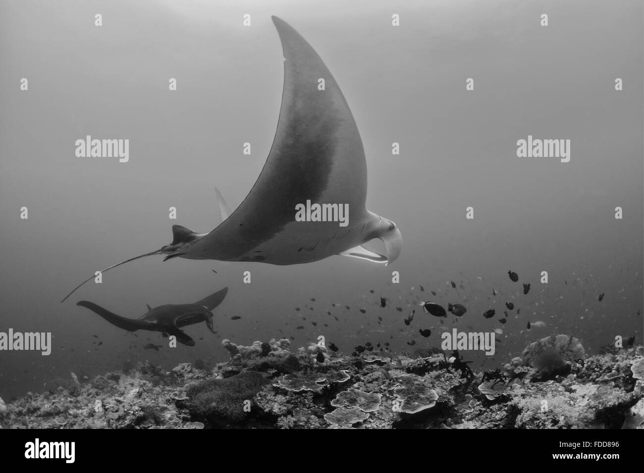 Raja ampat indonesia underwater Black and White Stock Photos & Images ...