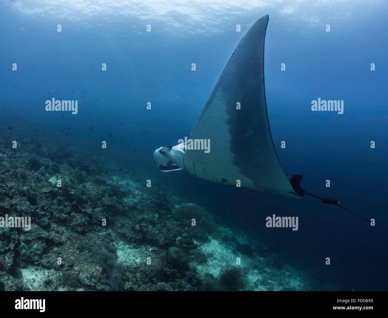 Raja ampat manta hi-res stock photography and images - Alamy