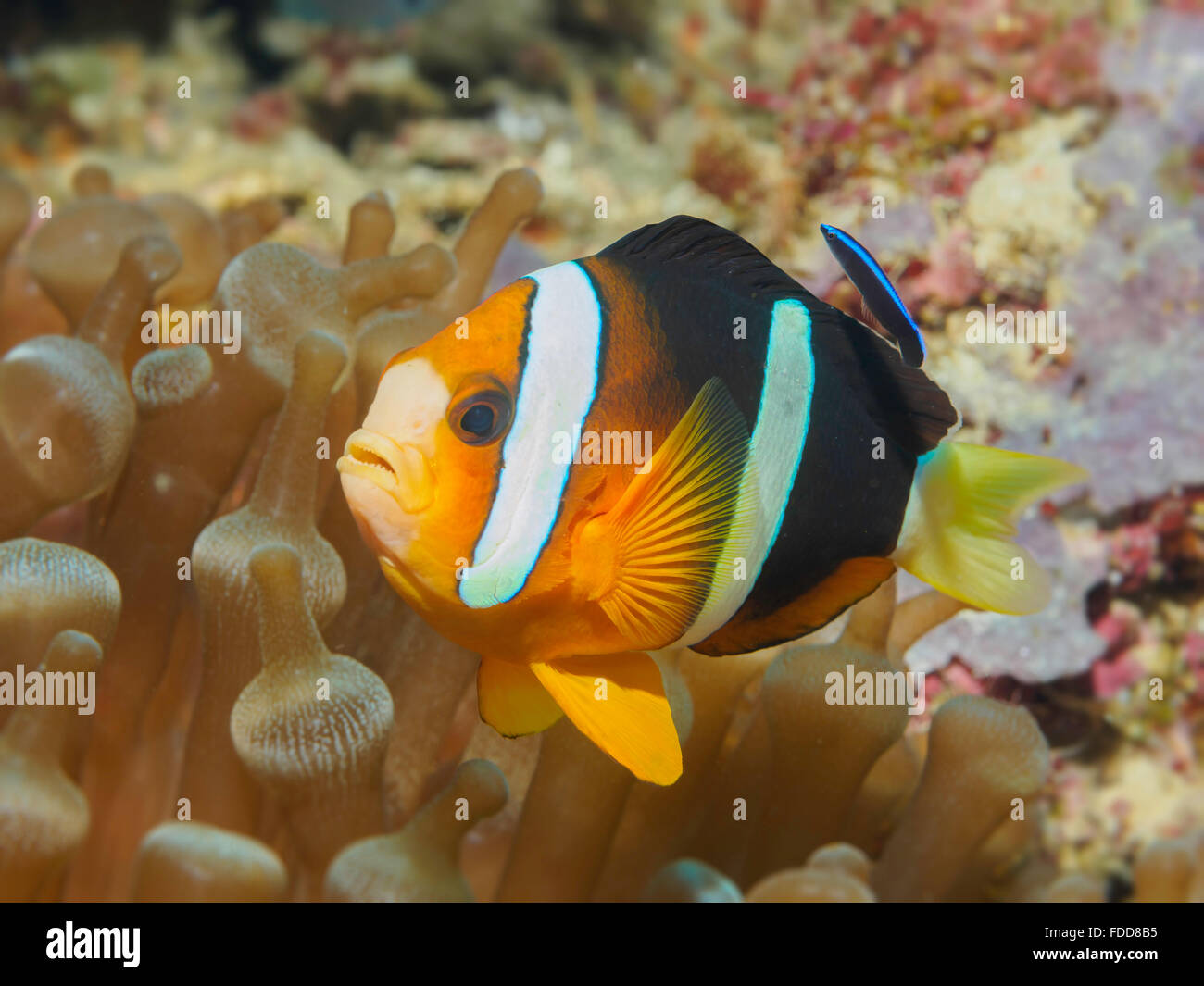 Clown fish hiding in anenomes Stock Photo - Alamy