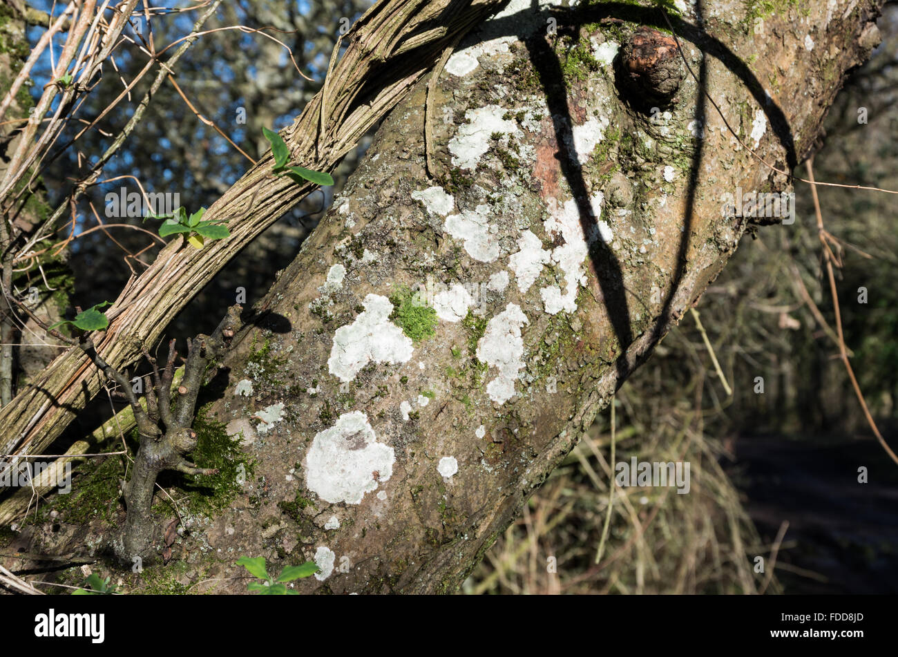 Close up of a tree trunk on a rural track covered in moss, lichen and ...