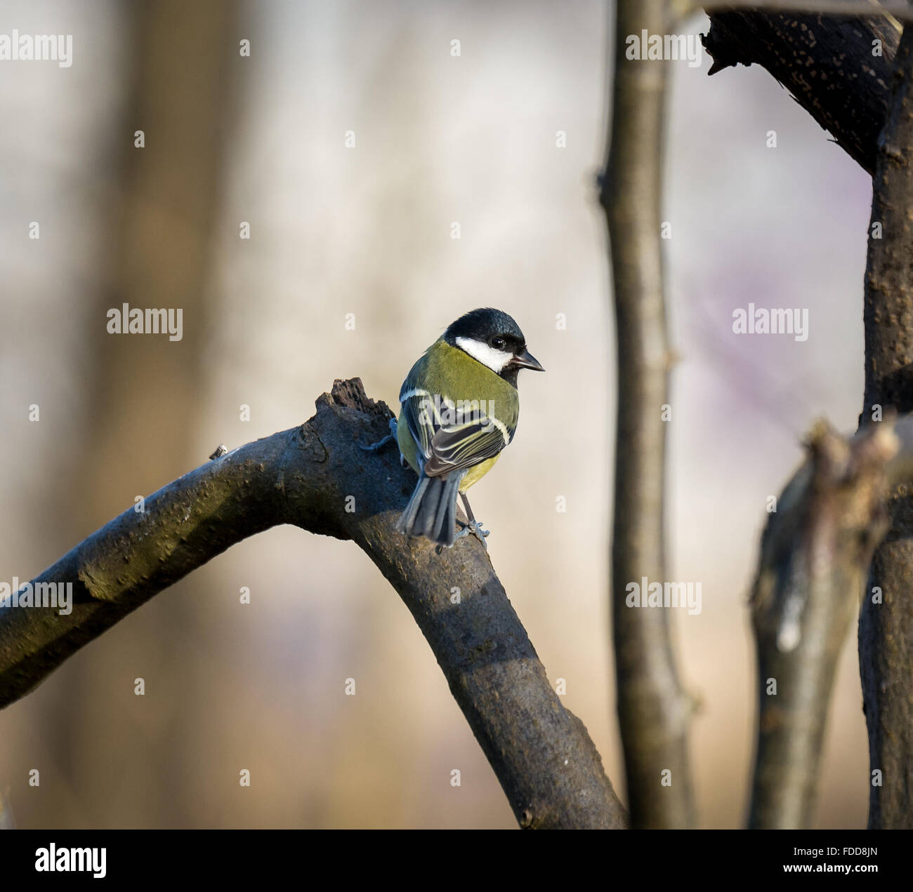 Great tit Bird Stock Photo - Alamy