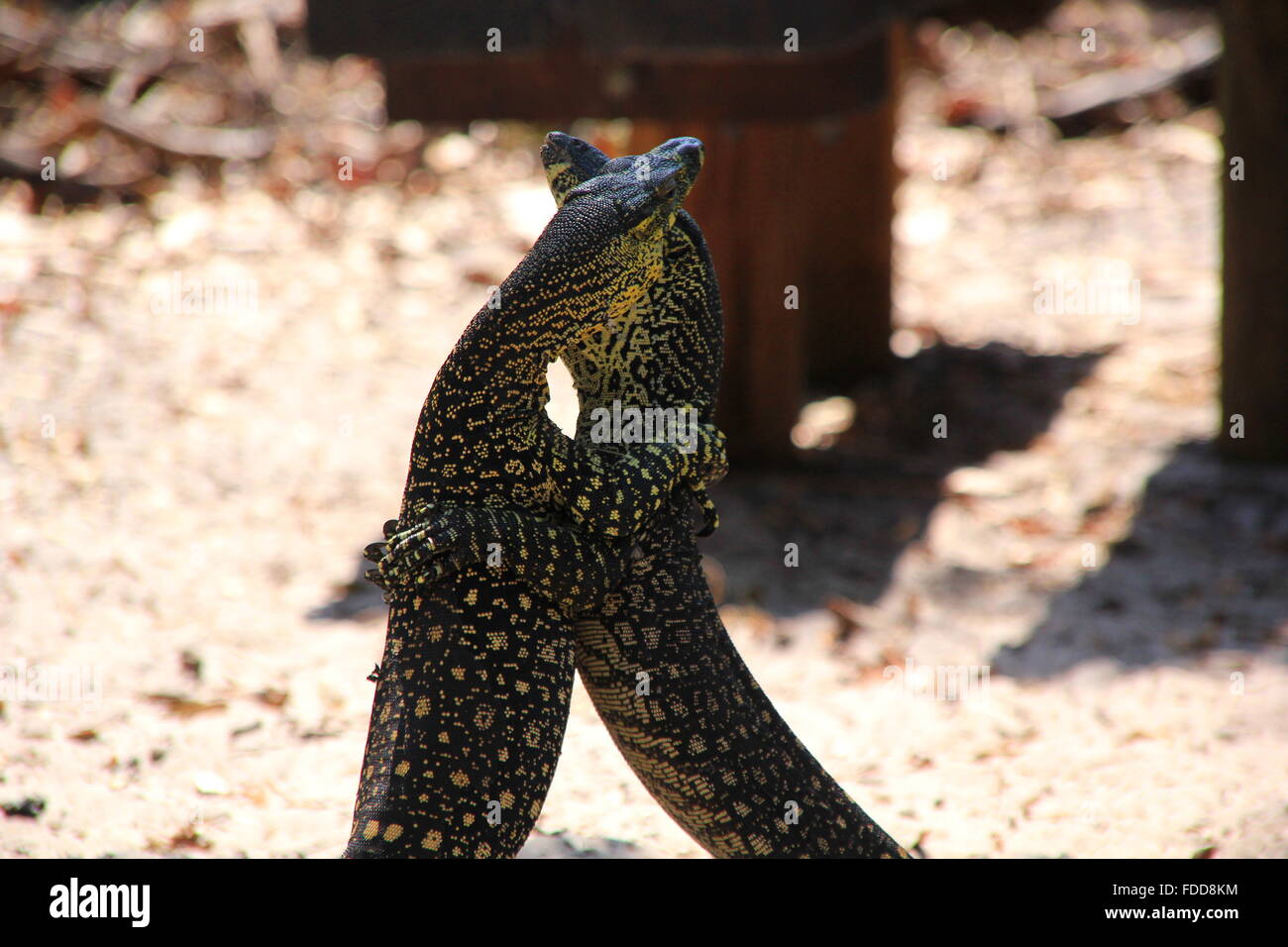 Lizard Fighting High Resolution Stock Photography and Images - Alamy