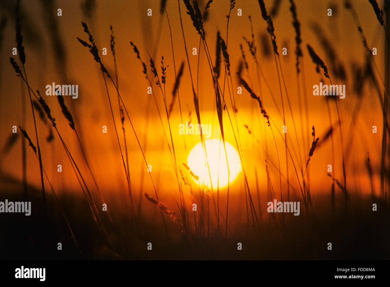 grain field at sunset in Alberta, Canada Stock Photo - Alamy