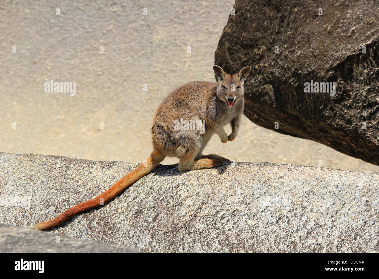 Wallaby smile hi-res stock photography and images - Alamy