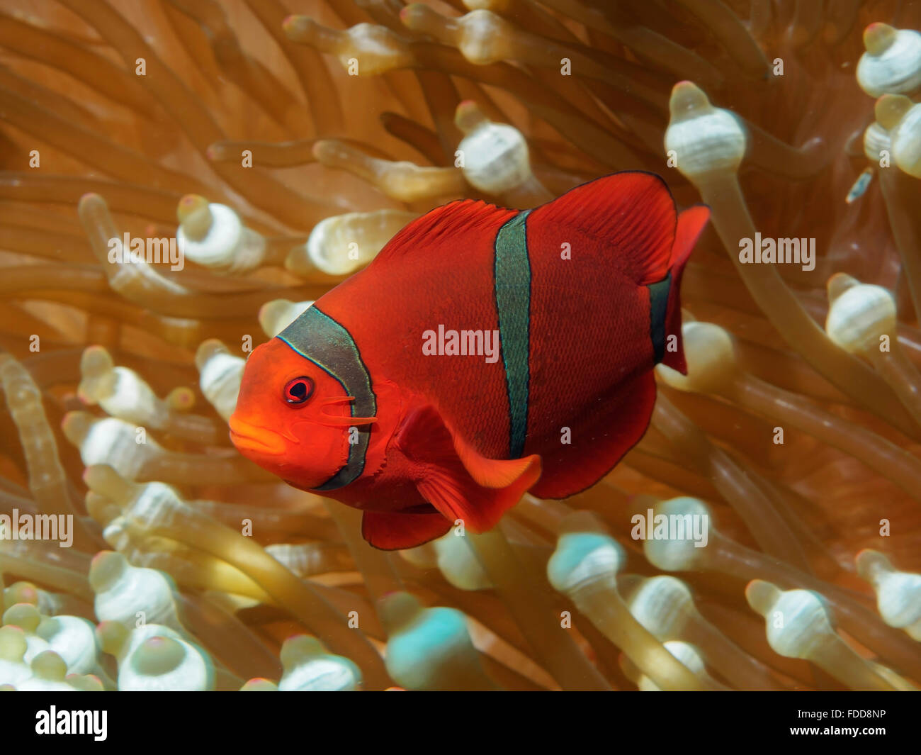 Clown fish hiding in anenomes Stock Photo - Alamy