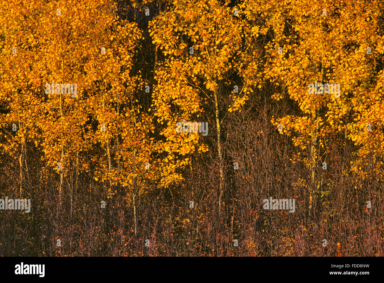autumn forest in Alberta, Canada Stock Photo - Alamy