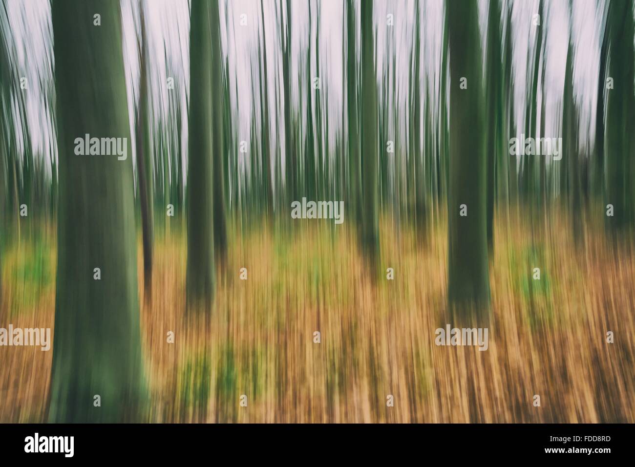 A conceptual photo using slow shutter speed of trees in a forest ...