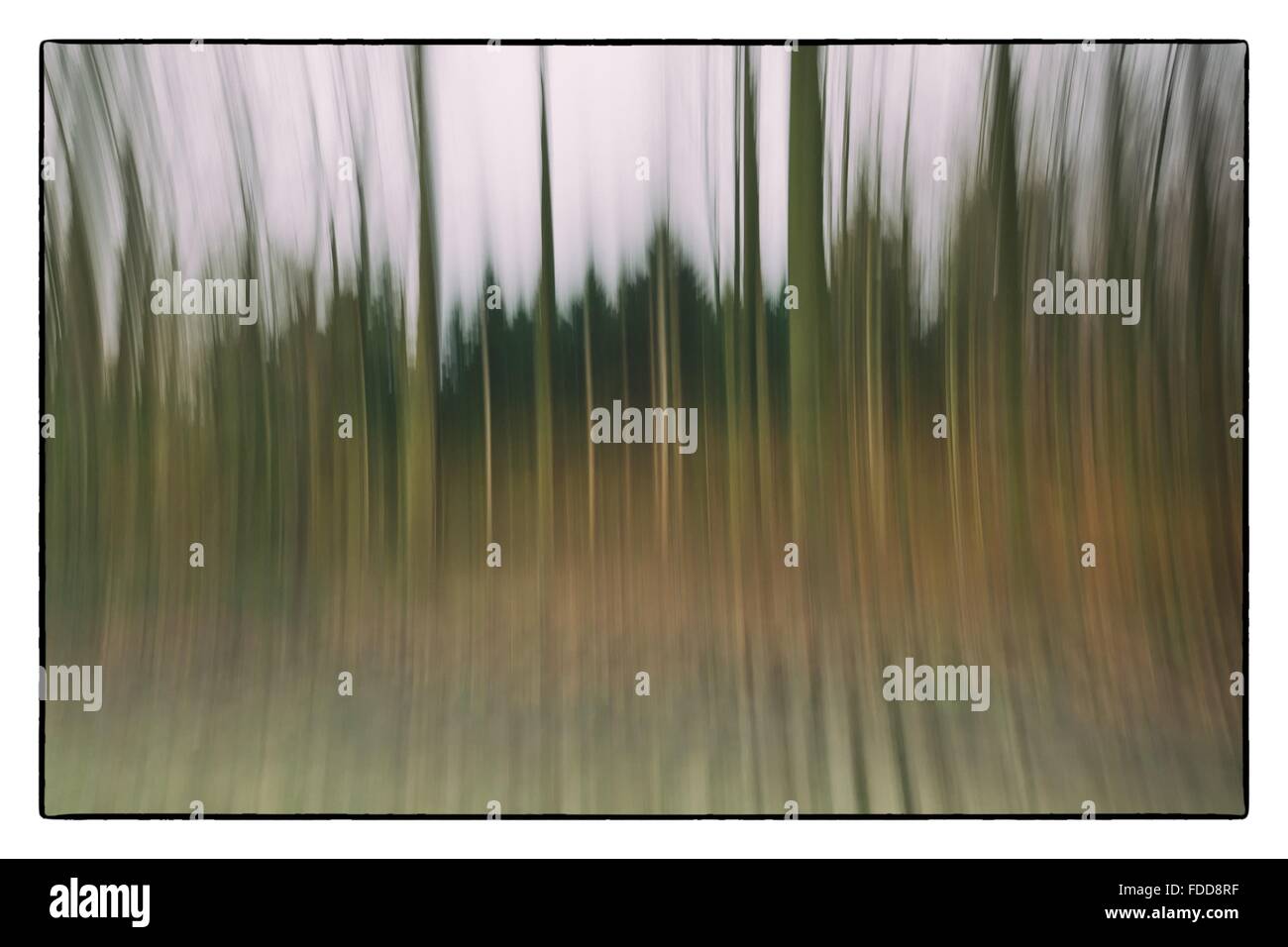 A conceptual photo using slow shutter speed of trees in a forest ...