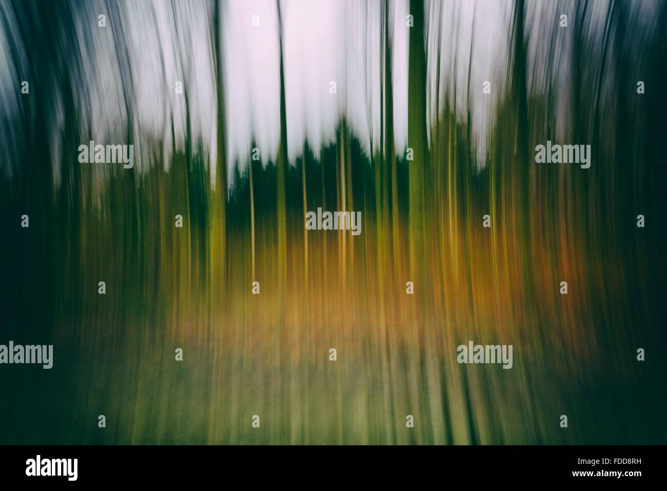 A conceptual photo using slow shutter speed of trees in a forest ...