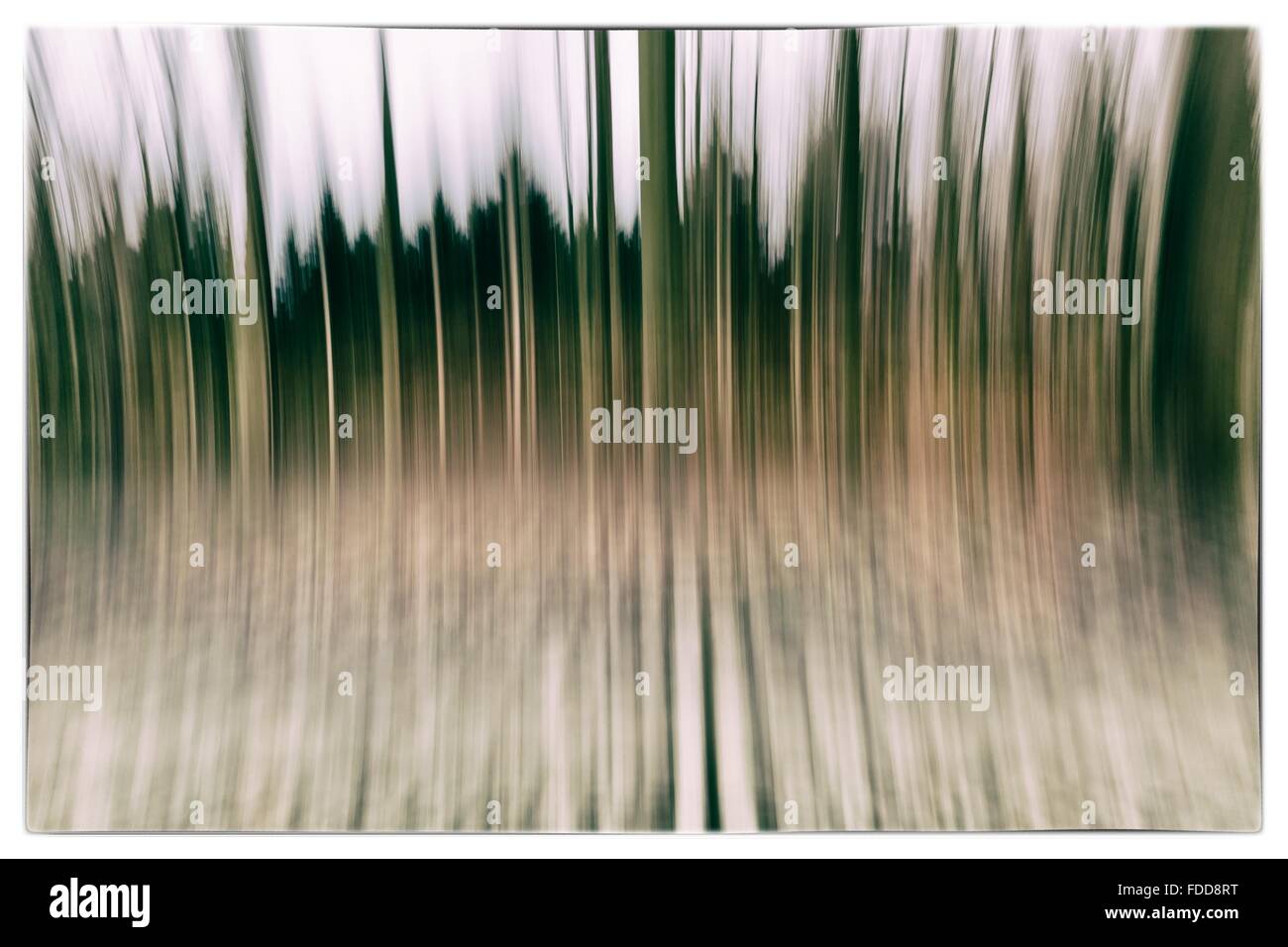A conceptual photo using slow shutter speed of trees in a forest ...