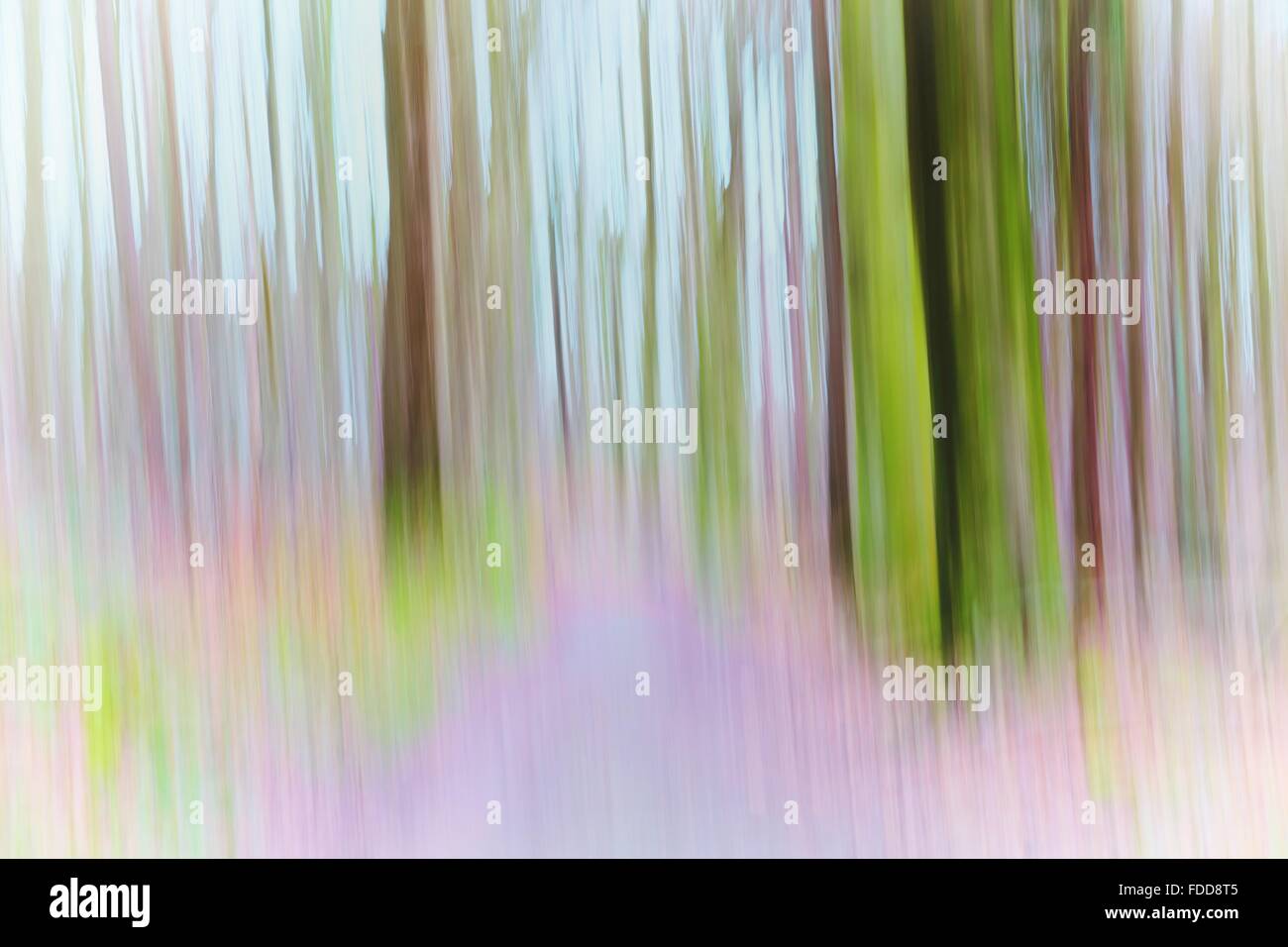 A slow shutter speed coloured photo of trees in a forest showing green ...