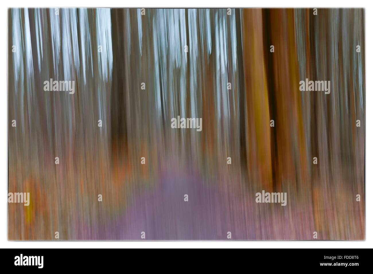 A slow shutter speed coloured photo of trees in a forest showing green ...