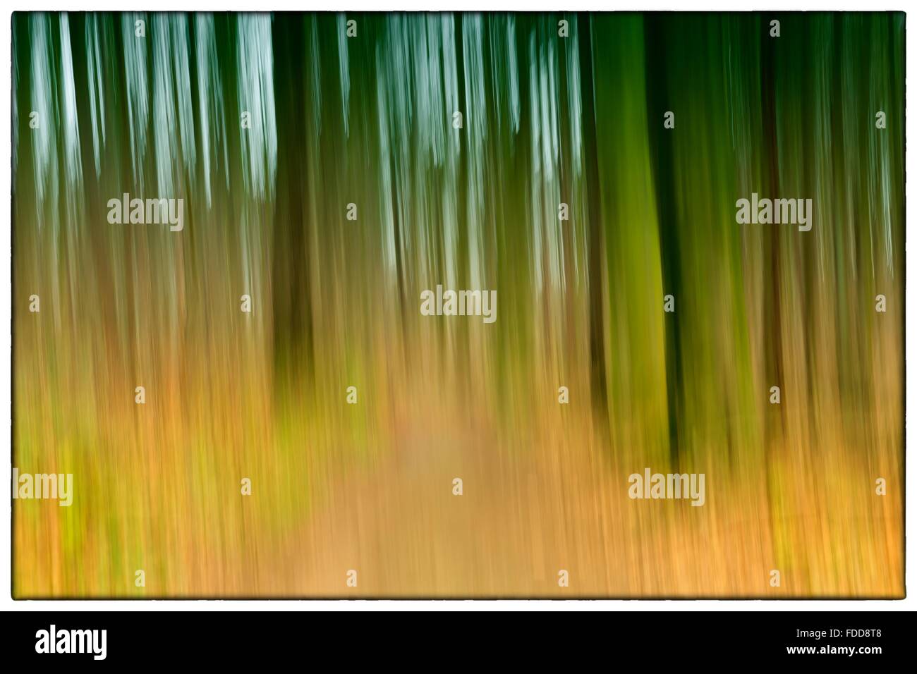 A slow shutter speed coloured photo of trees in a forest showing green ...