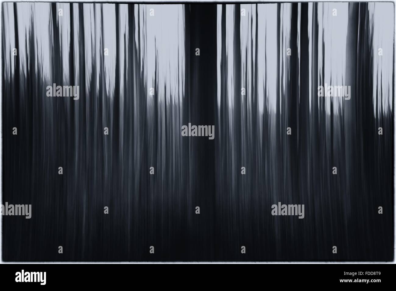A black and white photo of a slow shutter speed of leaves and trees in ...