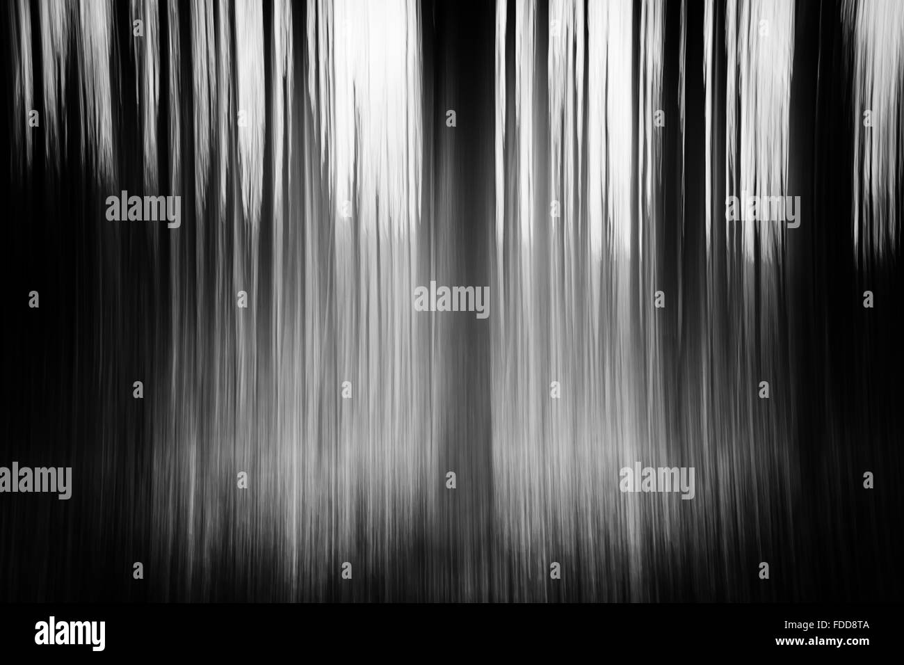 A black and white photo of a slow shutter speed of leaves and trees in ...