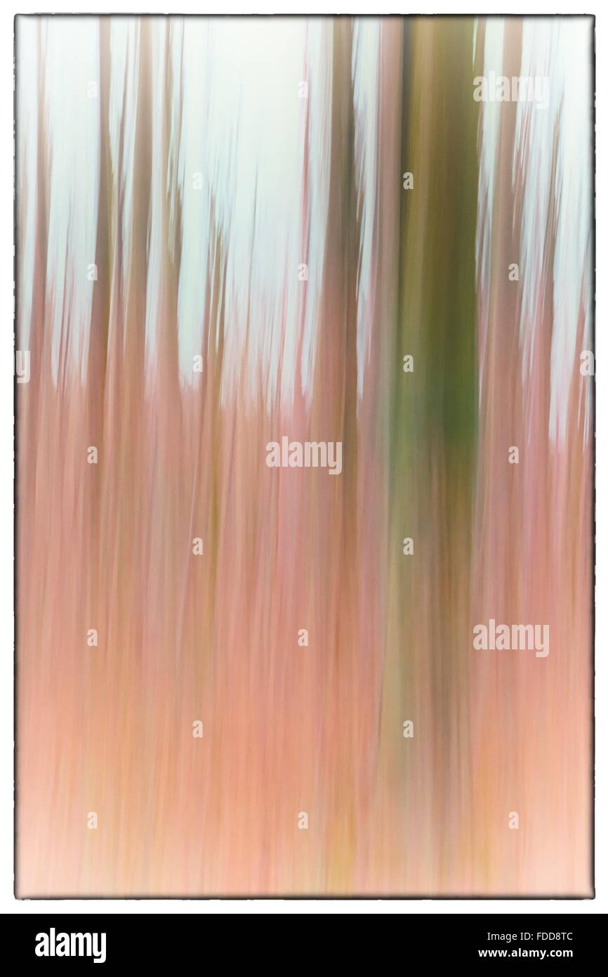 A conceptual photo using slow shutter speed of trees in a forest ...