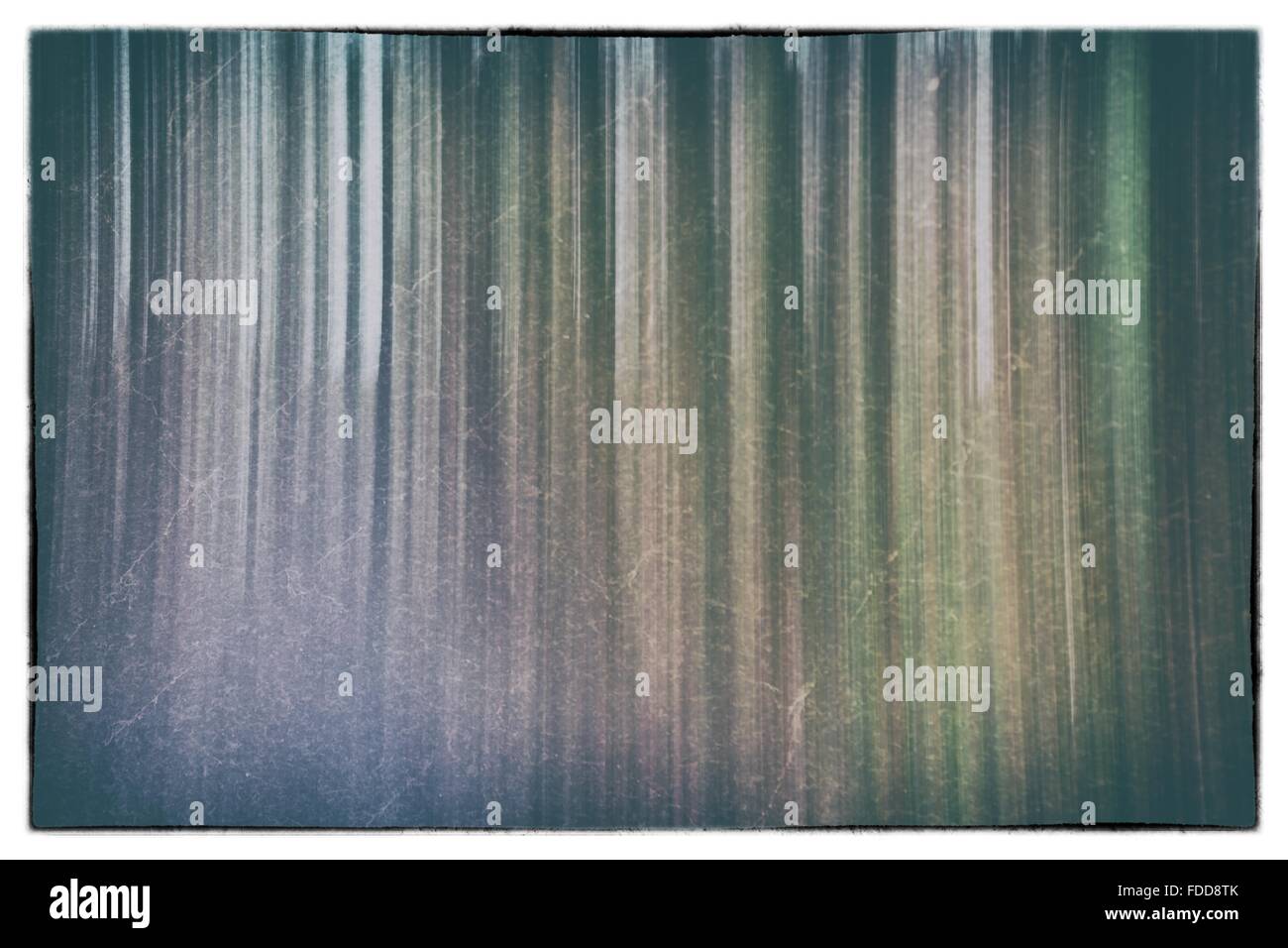 A conceptual photo using slow shutter speed of trees in a forest ...