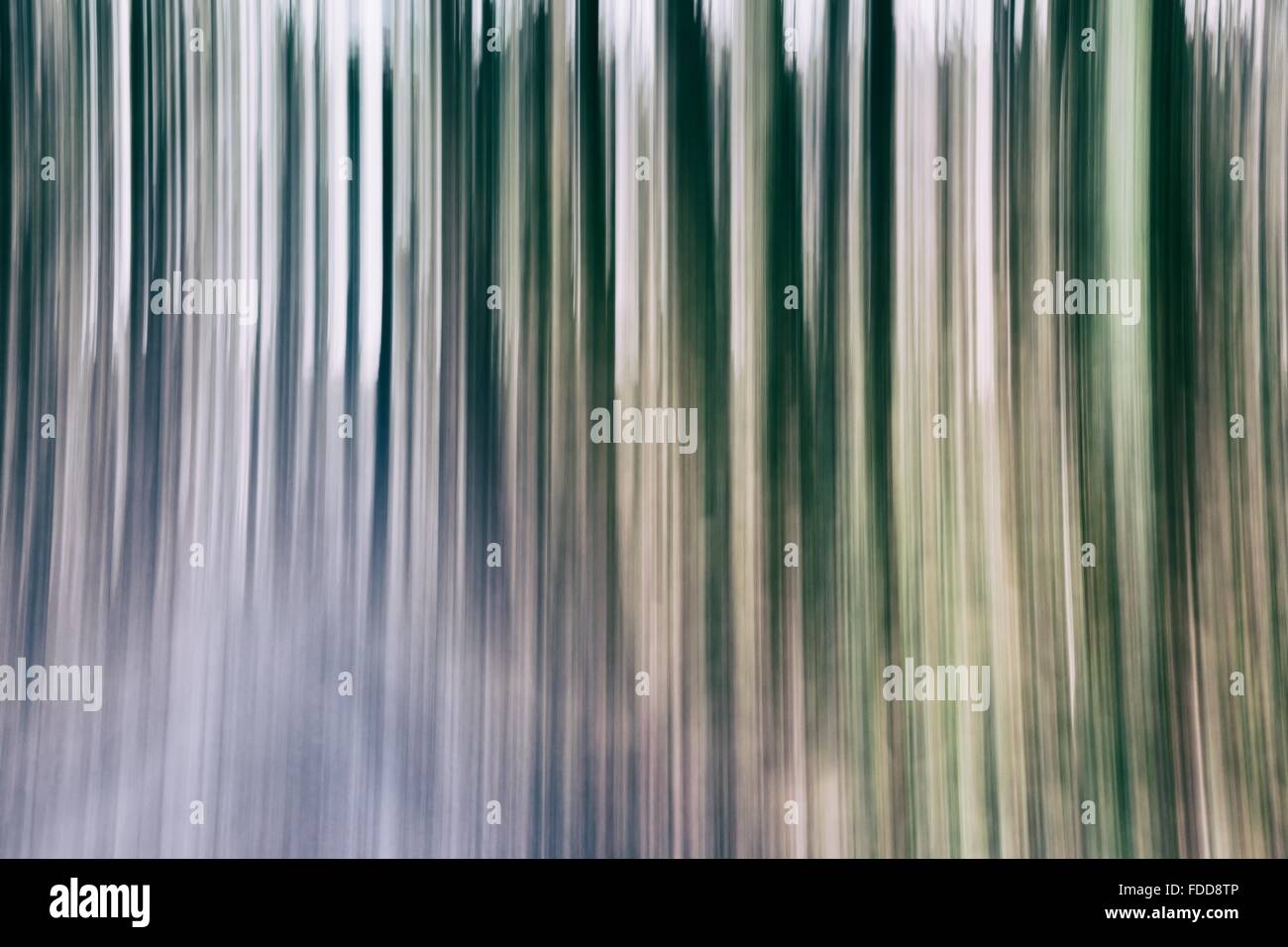 A conceptual photo using slow shutter speed of trees in a forest ...