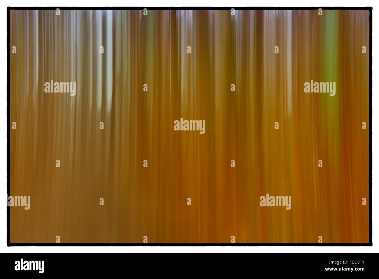 A conceptual photo using a slow shutter speed of trees in a forest ...
