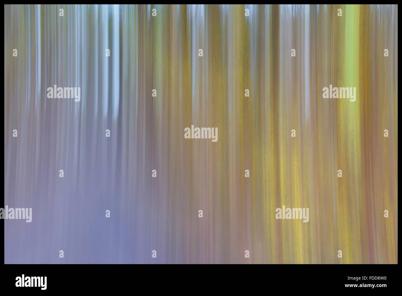 A slow shutter speed coloured photo of trees in a forest showing green ...