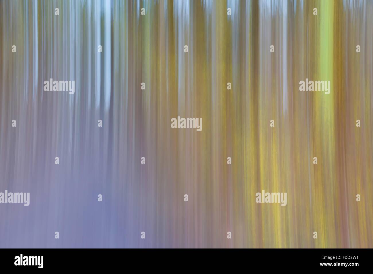 A slow shutter speed coloured photo of trees in a forest showing green ...