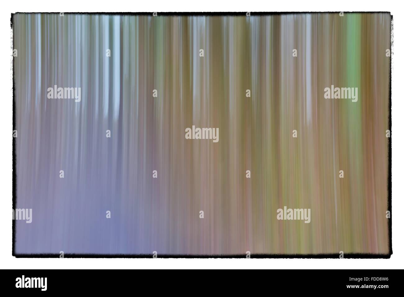 Tall green trees in Cut Out Stock Images & Pictures - Alamy