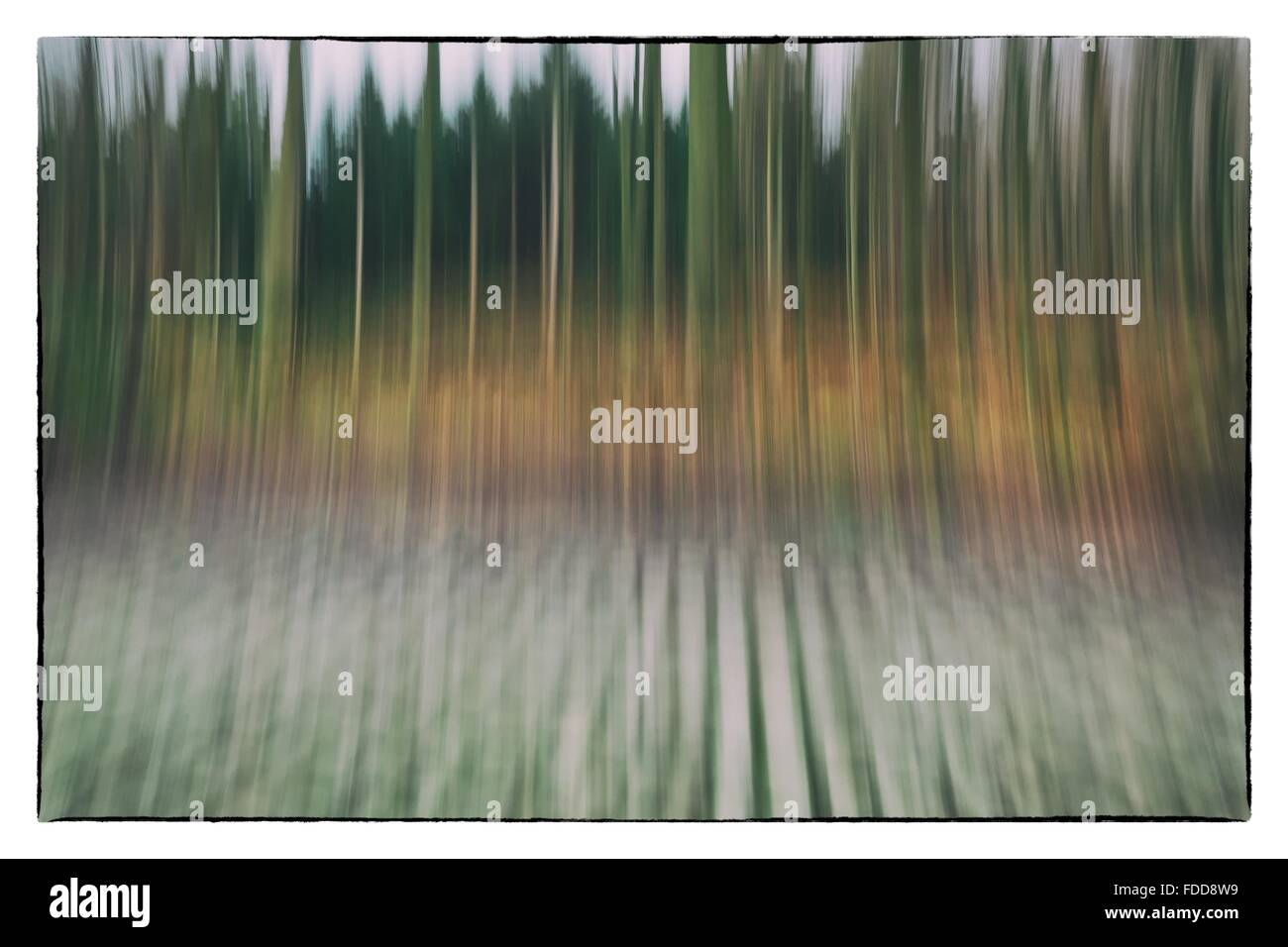 A slow shutter speed coloured photo of trees in a forest showing green ...