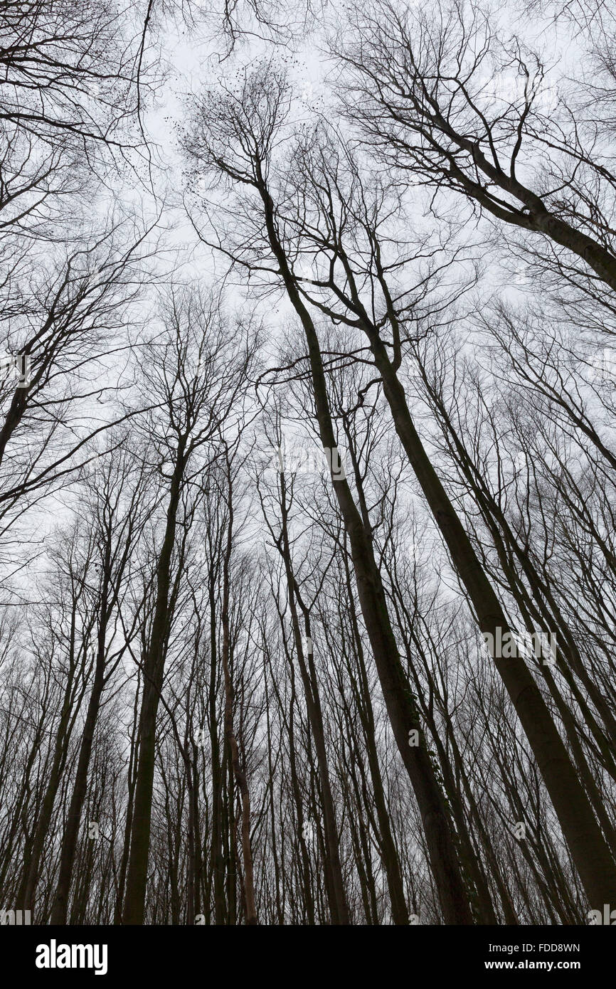 A photo of trees in a forest with a perspective of looking up into the ...