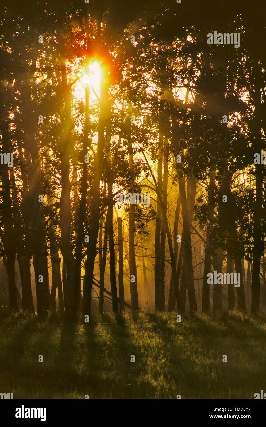 Evening sun through forest in Alberta, Canada Stock Photo - Alamy