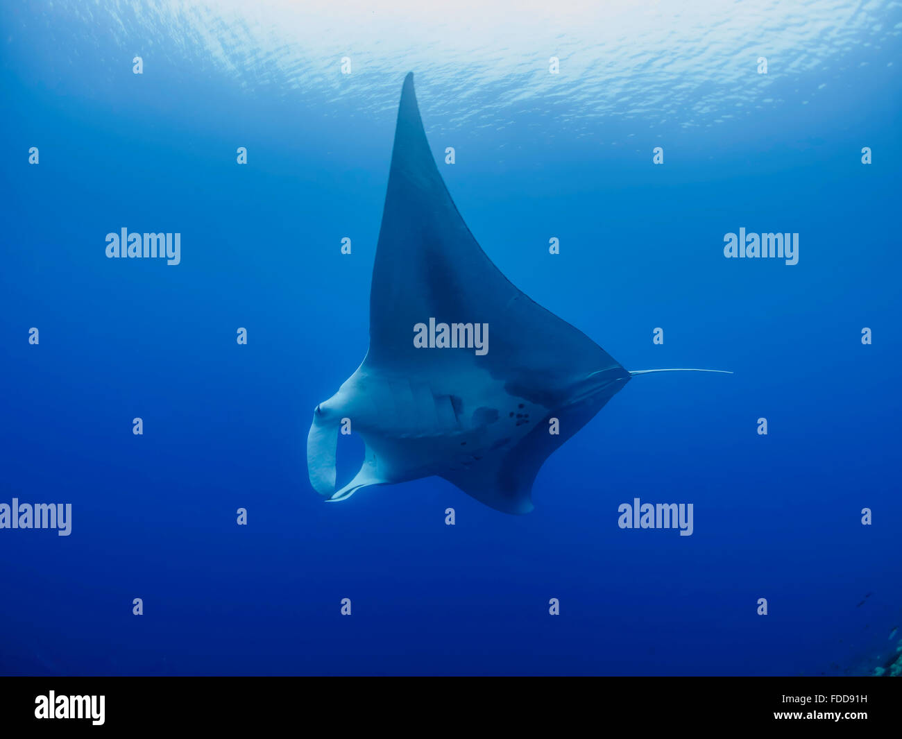 Raja ampat manta hi-res stock photography and images - Alamy