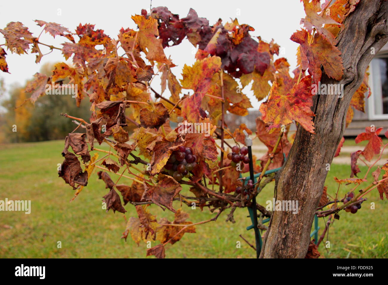 vine plant at autumn Stock Photo - Alamy