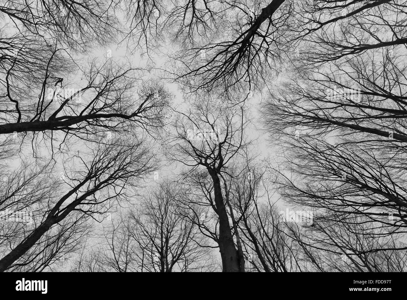 A black and white photo of trees in a forest with a perspective of ...