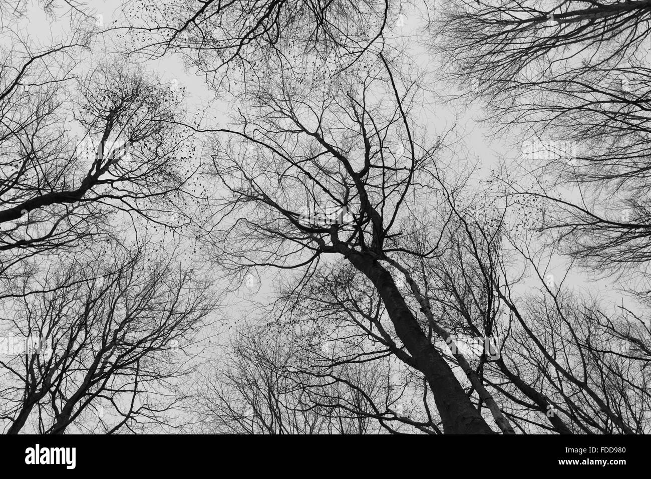 A black and white photo of trees in a forest with a perspective of ...