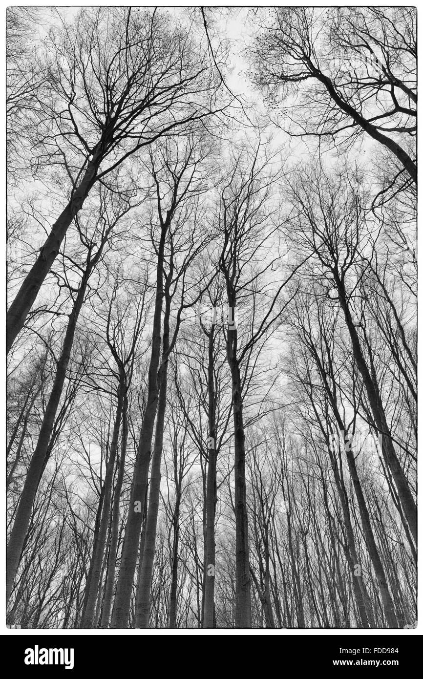 A black and white photo of trees in a forest with a perspective of ...
