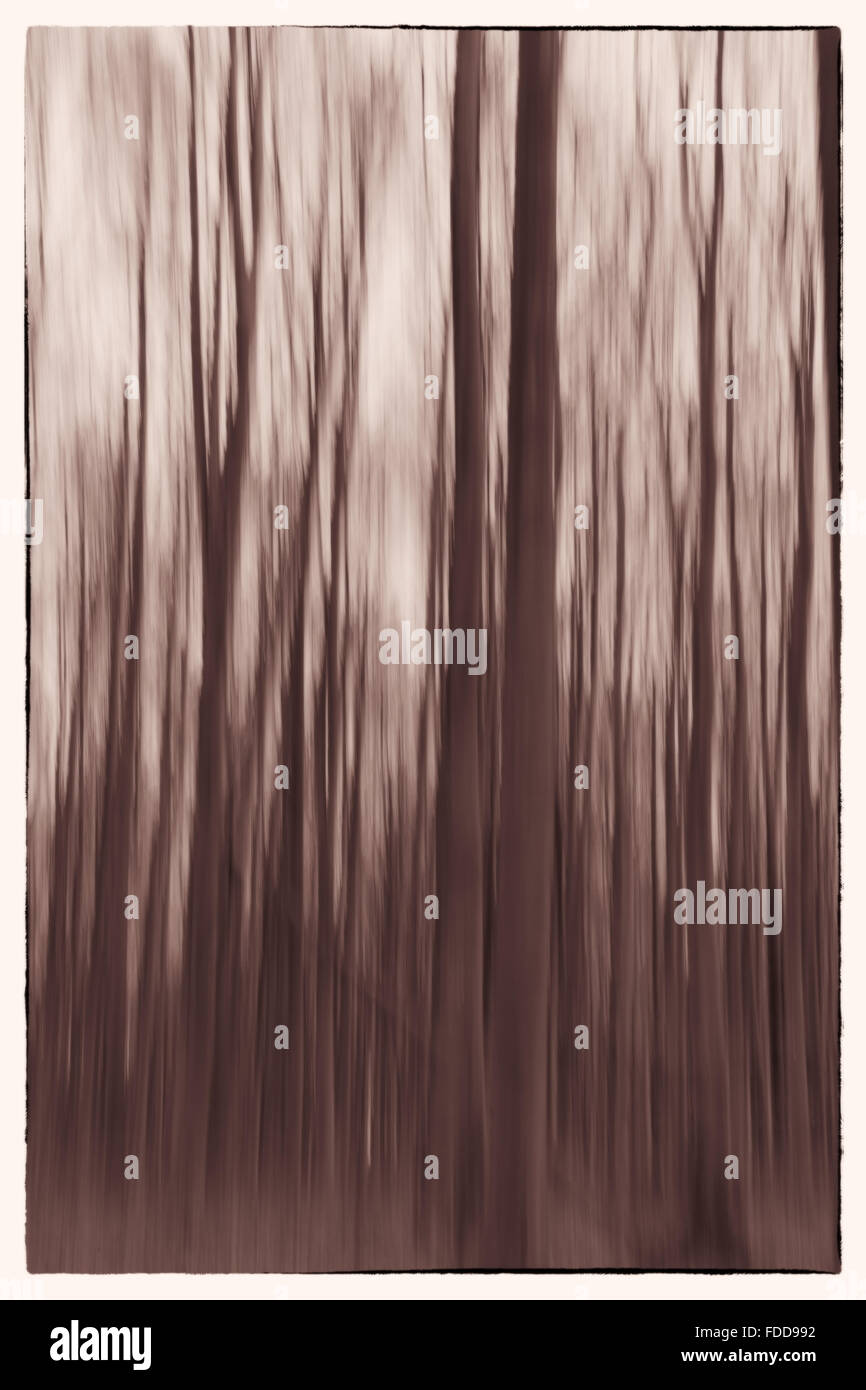 An abstract conceptual photo using slow shutter speed of trees in a ...
