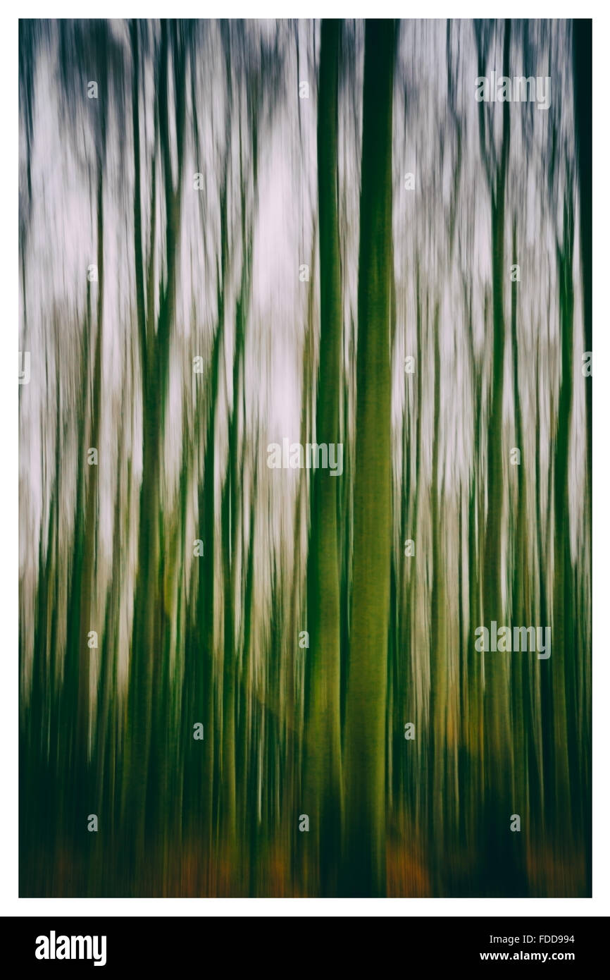 A conceptual photo using slow shutter speed of trees in a forest ...