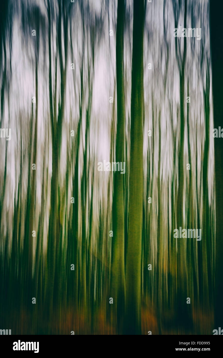 A conceptual photo using slow shutter speed of trees in a forest ...