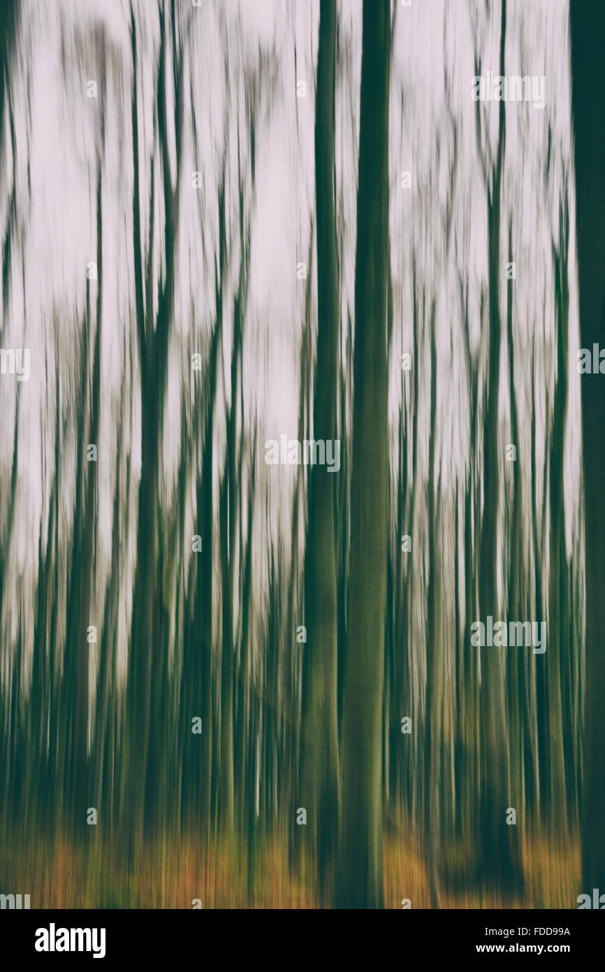 A conceptual photo using slow shutter speed of trees in a forest ...