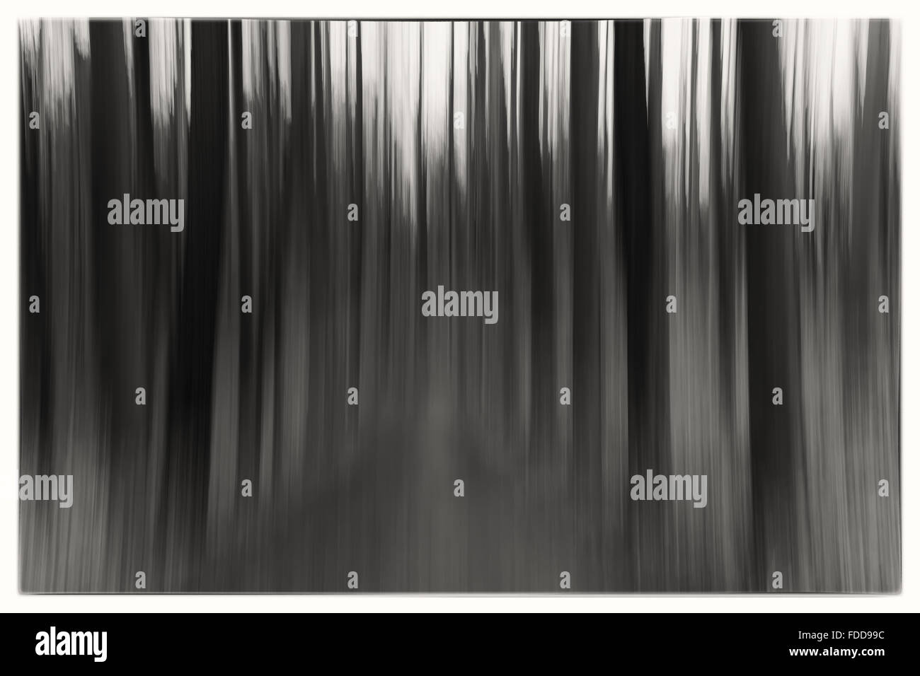 A conceptual photo using slow shutter speed of trees in a forest ...