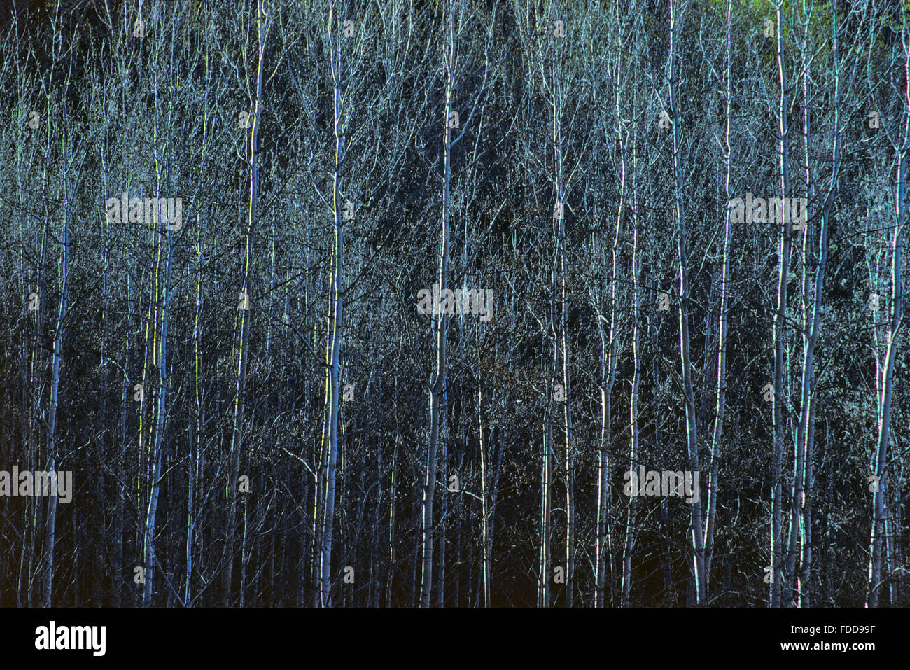 Spring forest growth in Alberta, Canada Stock Photo - Alamy