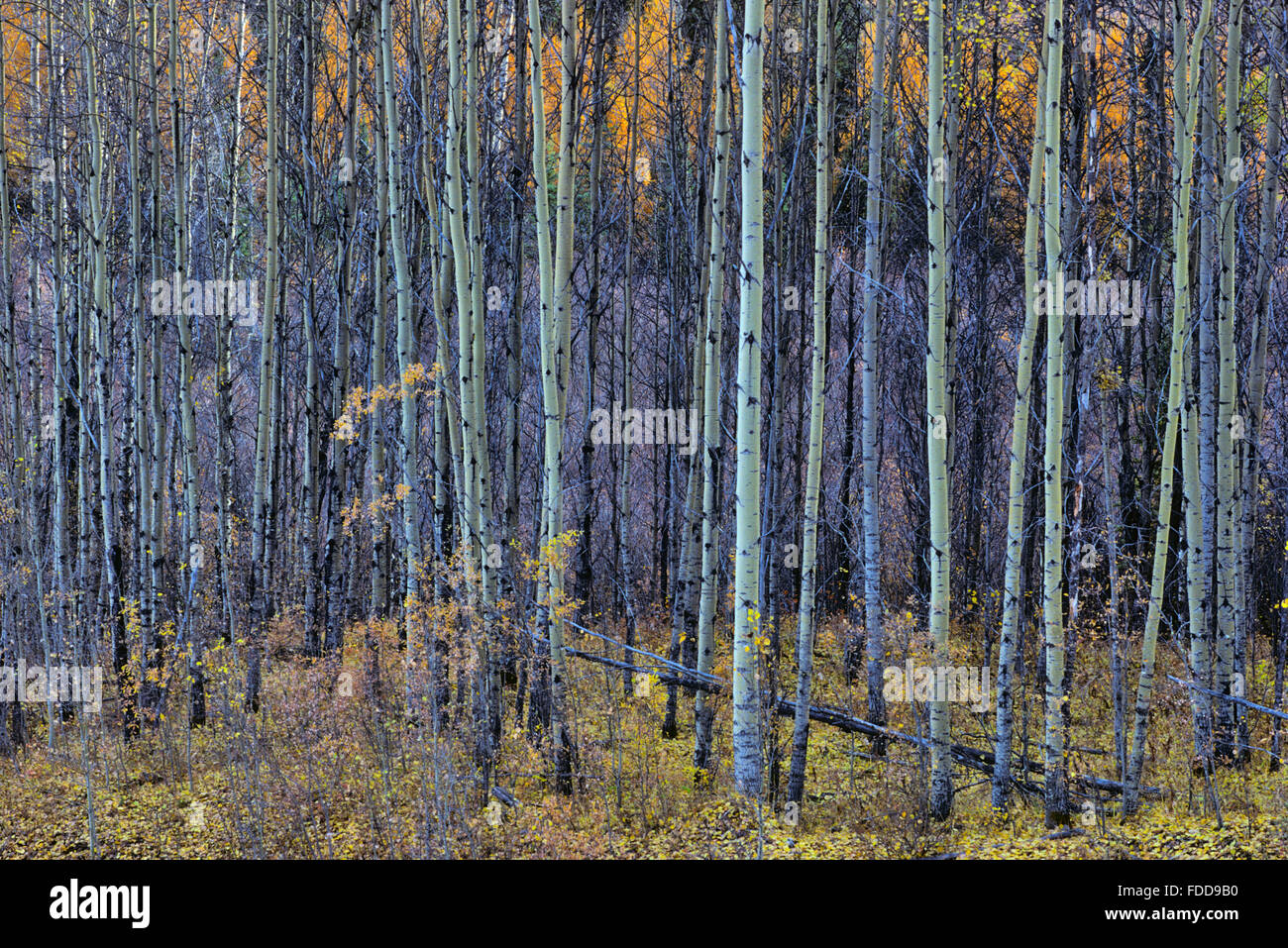 Deciduous forest in fall Stock Photo - Alamy